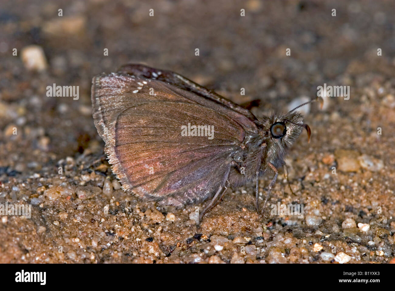 Meridian Duskywing Erynnis meridianus Stock Photo - Alamy