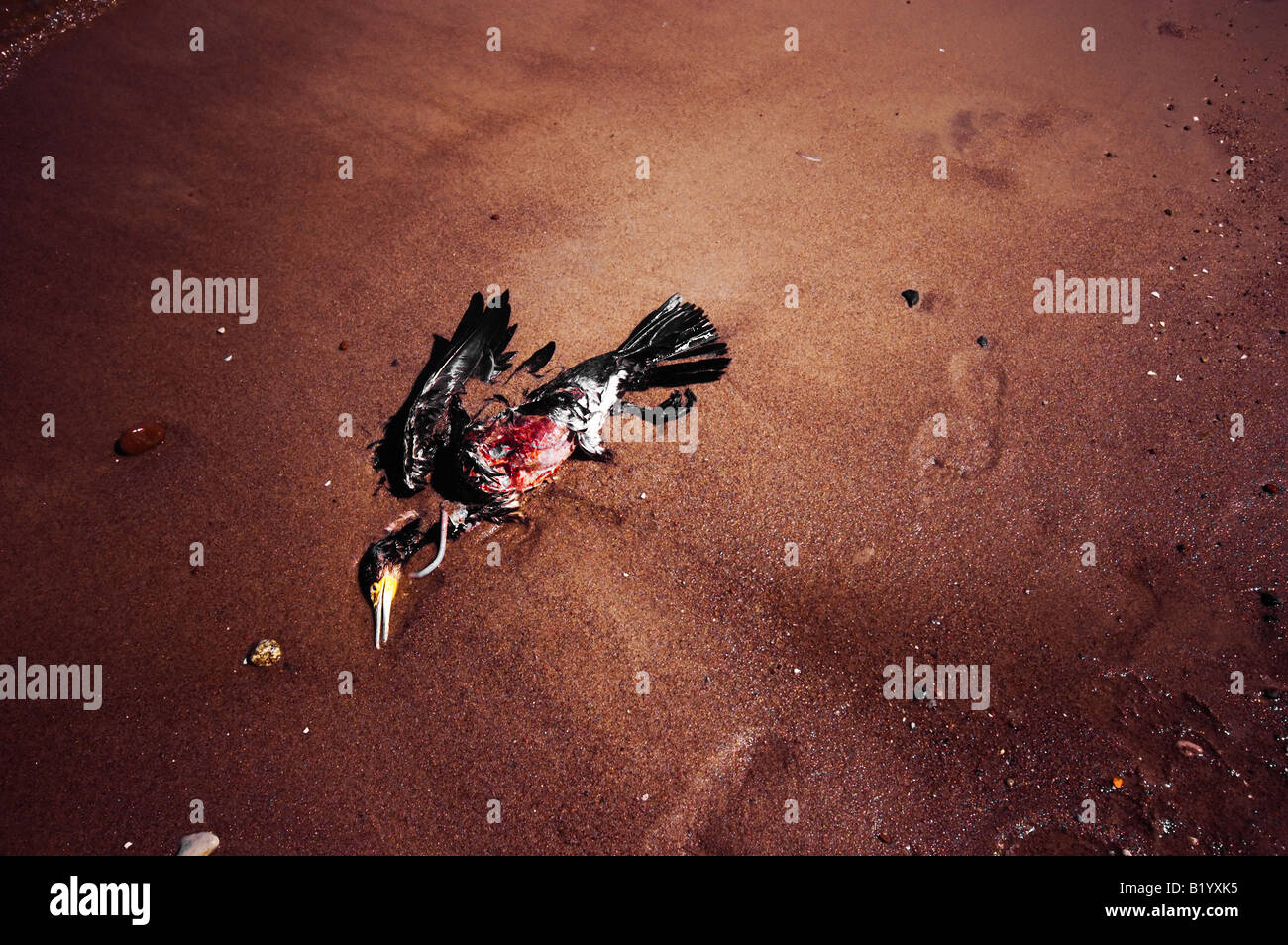 Dead bird on the beach. Victim of natural disaster, pest Stock Photo ...