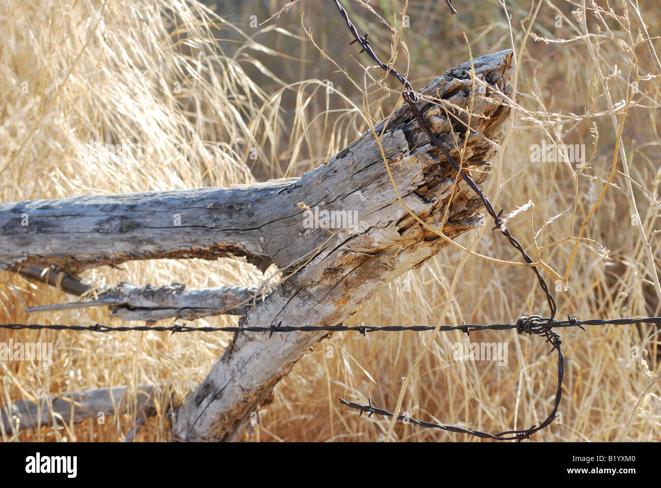 Old fence posts barbed wire hi-res stock photography and images - Alamy