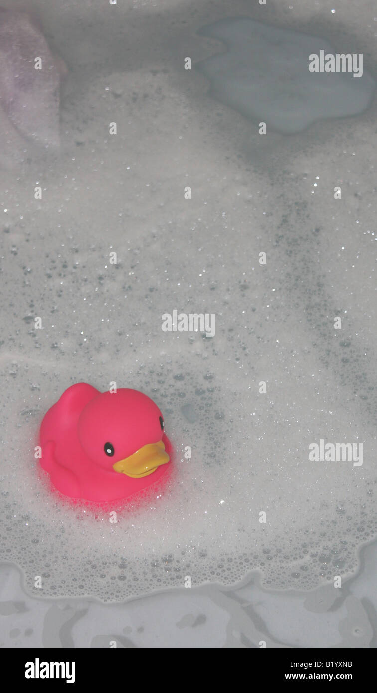 a duck in the bath Stock Photo - Alamy