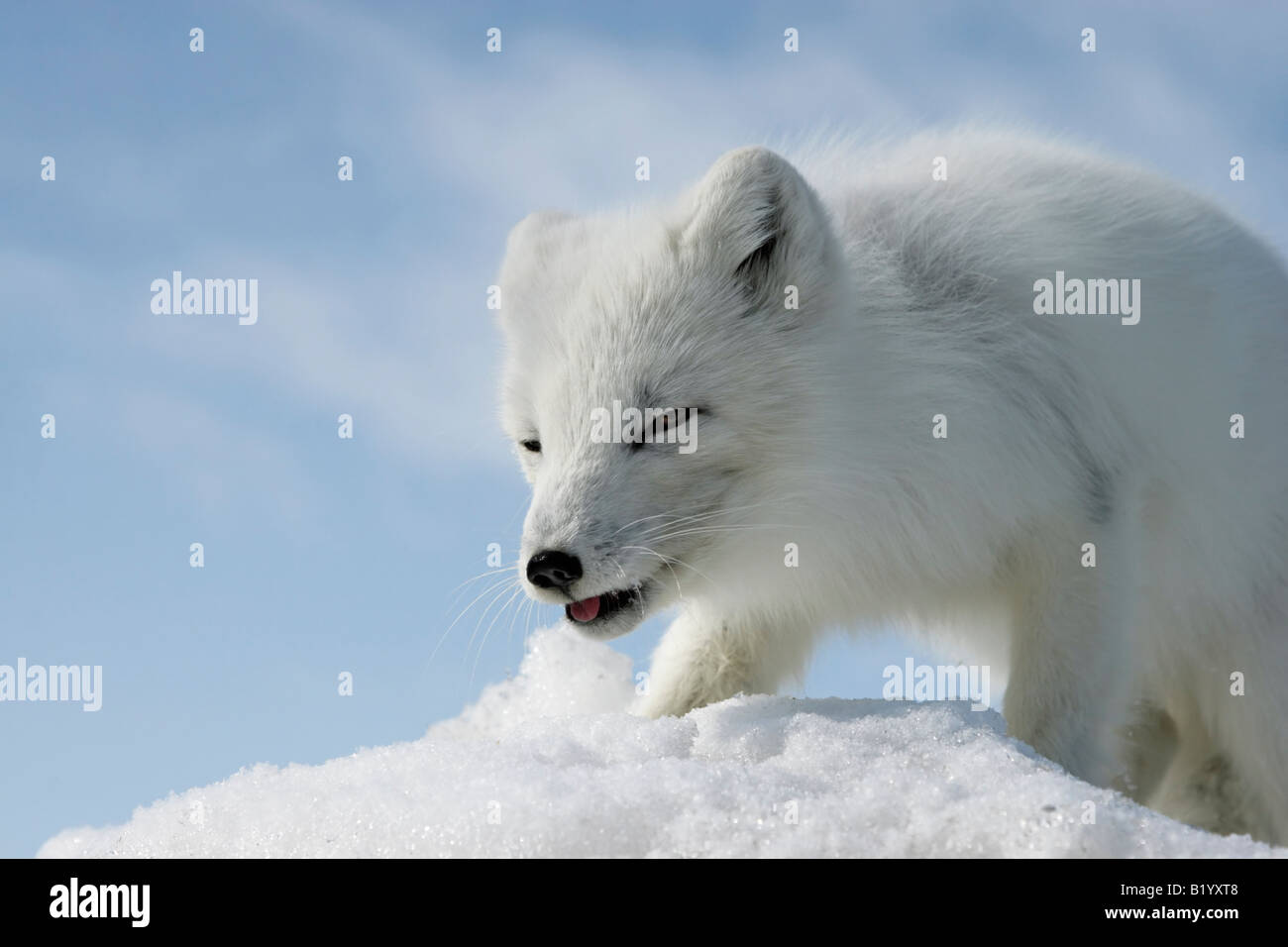 Wild Polar Fox Stock Photo - Alamy