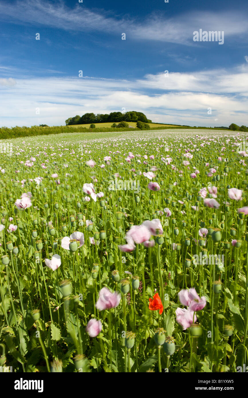 Pink poppyfield growing in the Dorset countryside England Stock Photo ...