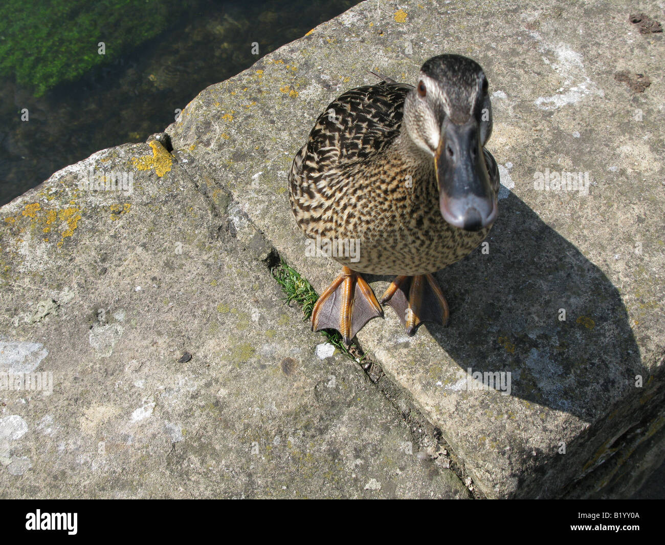 Mallard duck looking at camera standing on wall Stock Photo - Alamy