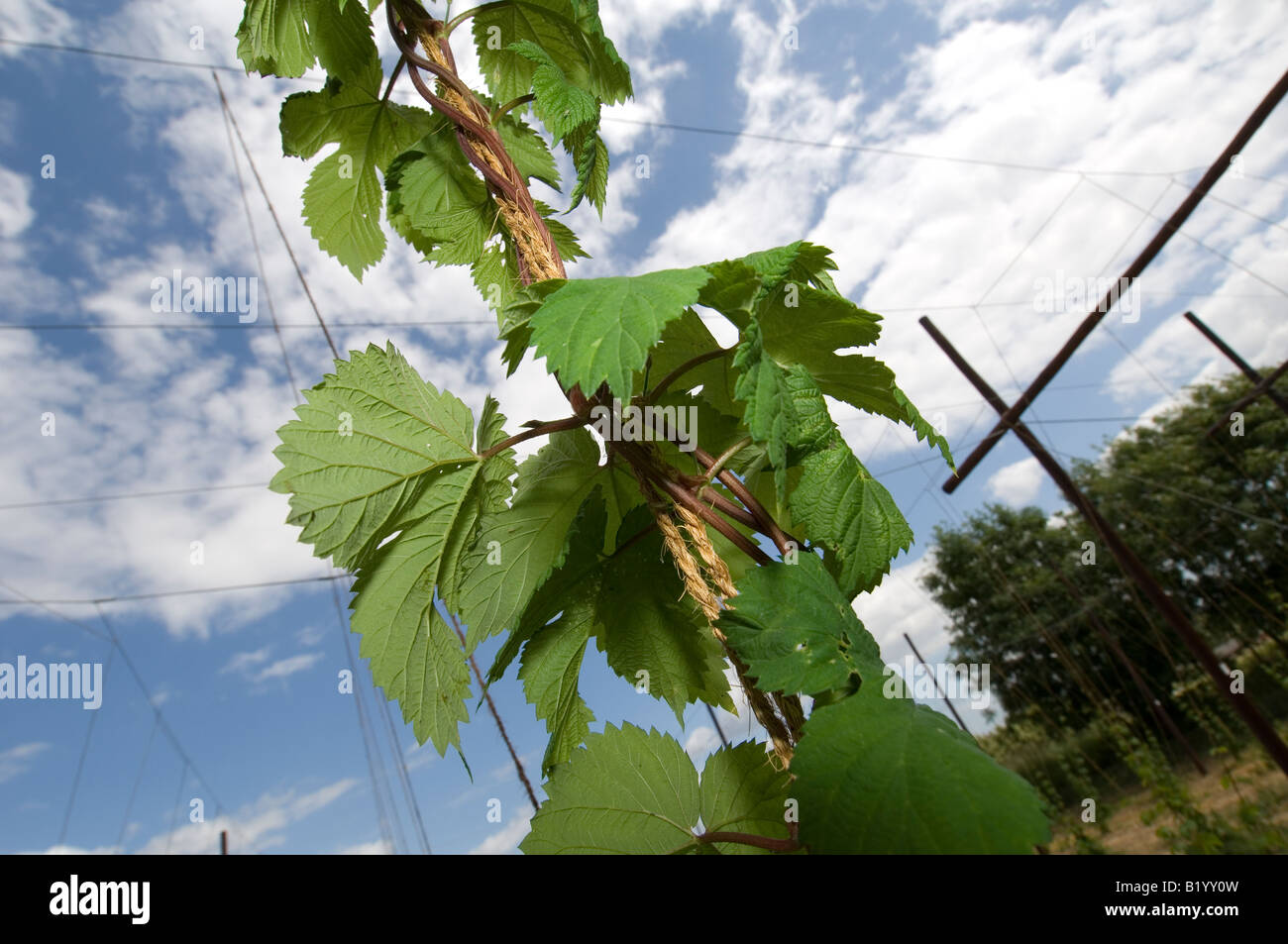 Hops growing in kent hi-res stock photography and images - Alamy