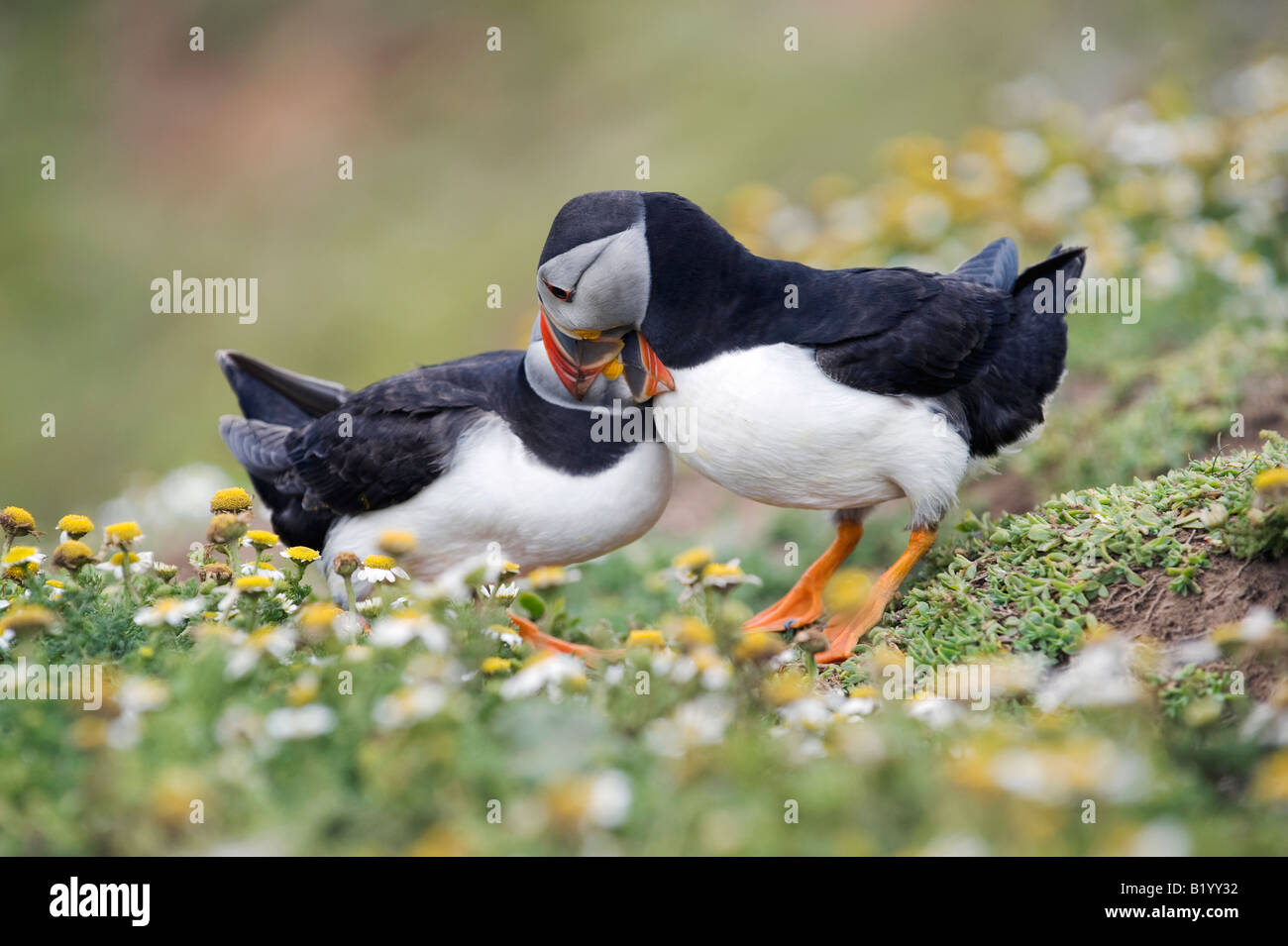 Male puffin hi-res stock photography and images - Alamy