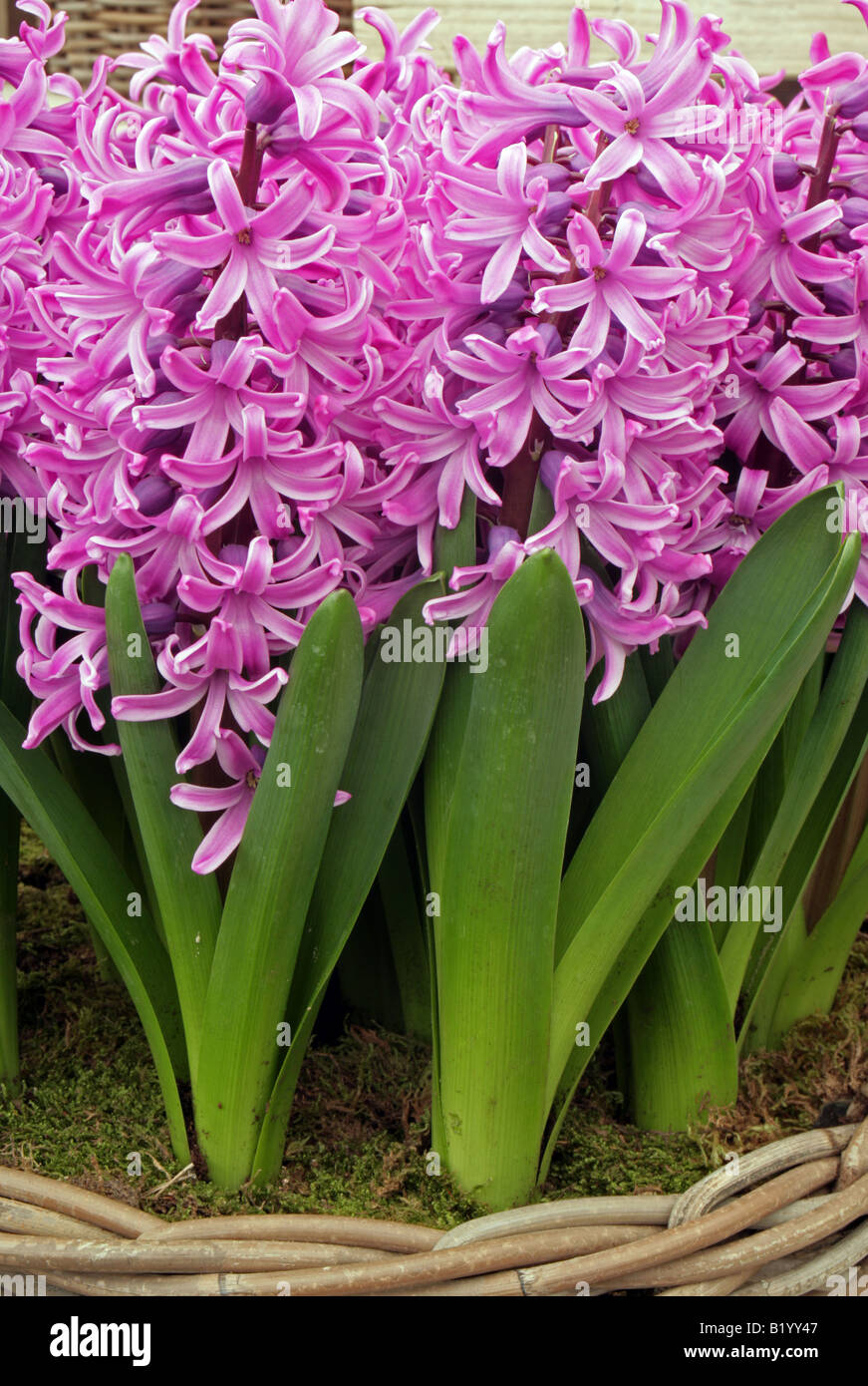 Hyacinth Pink Elephant Stock Photo - Alamy