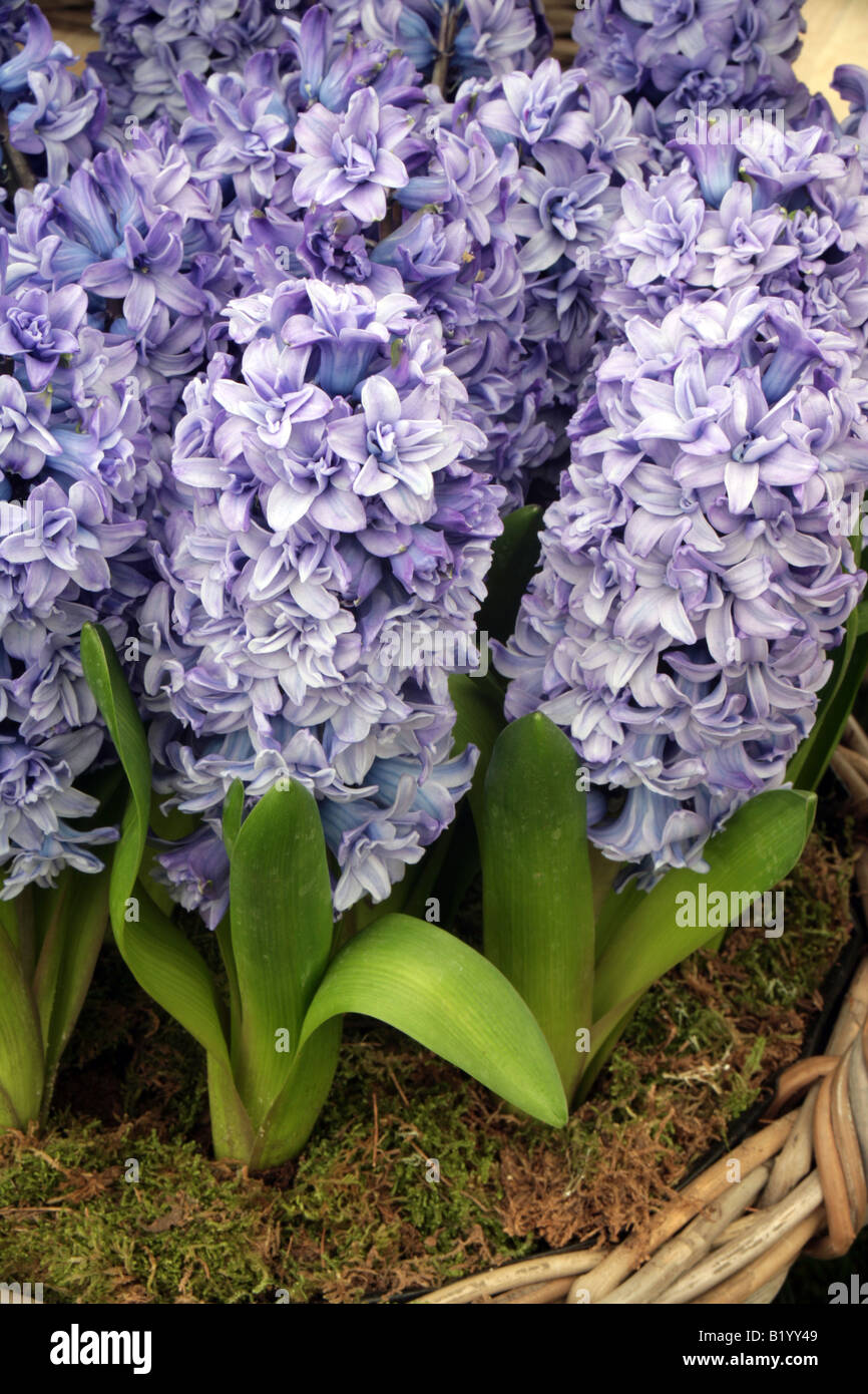 Hyacinth Blue Tango Stock Photo - Alamy
