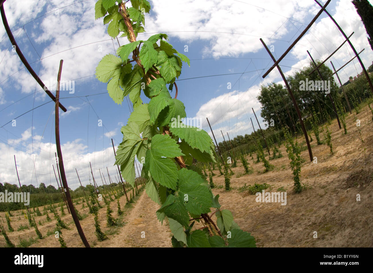Hops growing in a field in Kent UK Stock Photo - Alamy