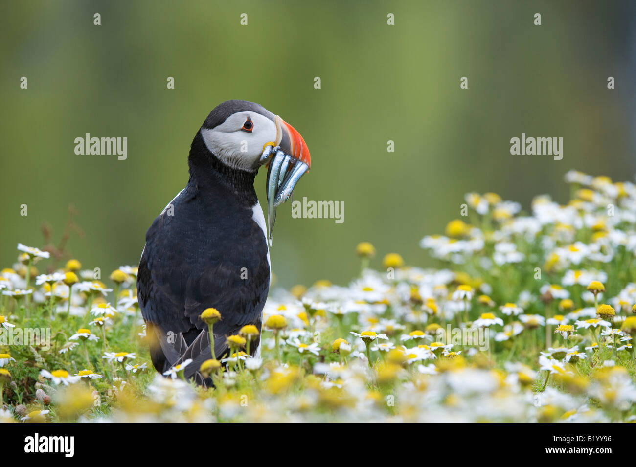 Puffin Colonies On Coastal Cliffs High Resolution Stock Photography and ...