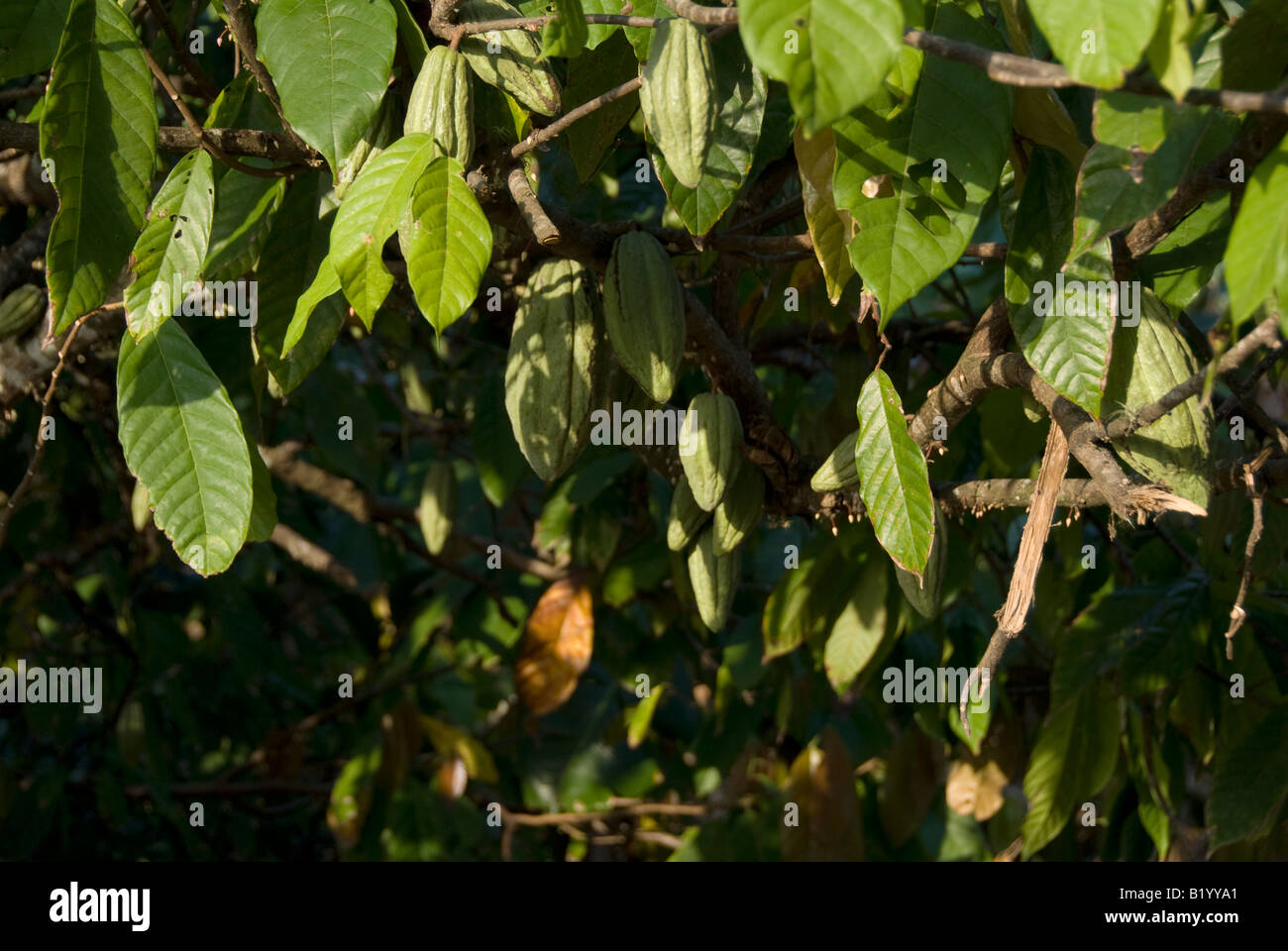Cocoa farming latin america hi-res stock photography and images - Alamy