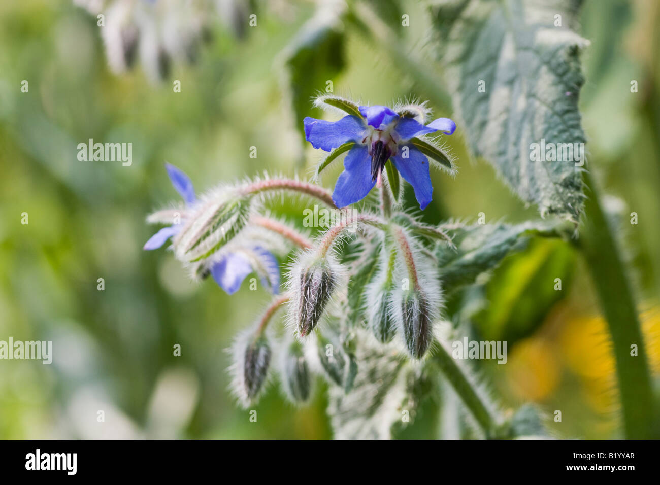 Borage, Borago officinalis Stock Photo - Alamy