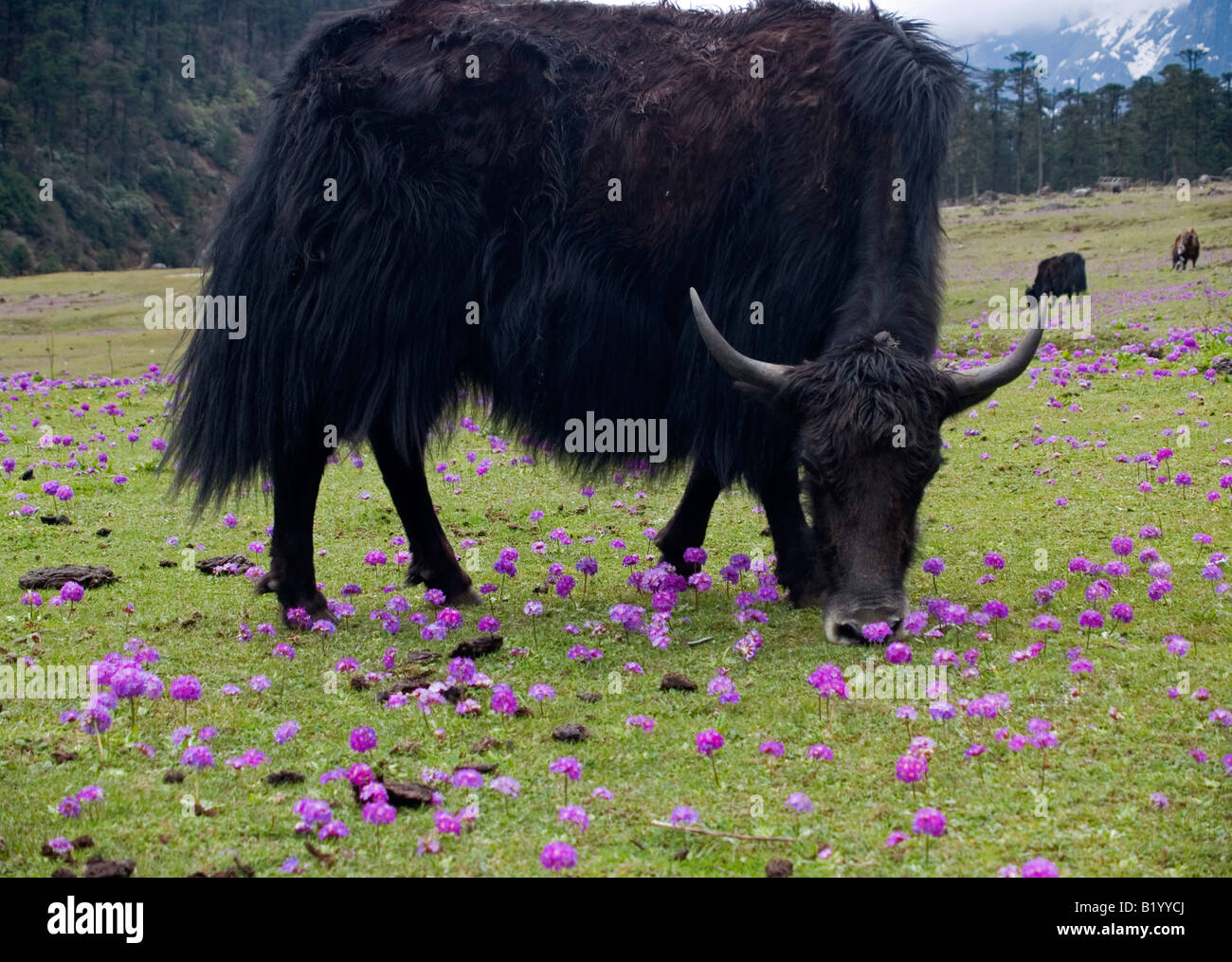 yak eating primulas in alpine valleys of northern Sikkim Stock Photo ...