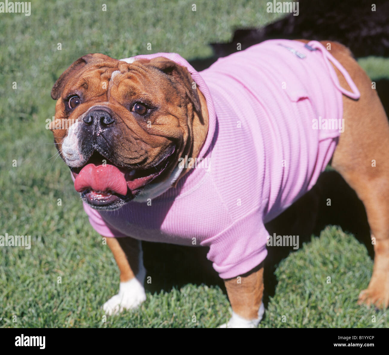 American bulldog puppies hi-res stock photography and images - Alamy