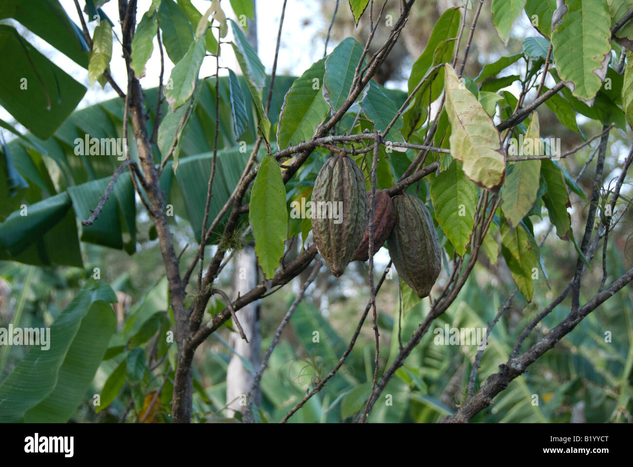 Cacao tree beans, Cuba Stock Photo - Alamy