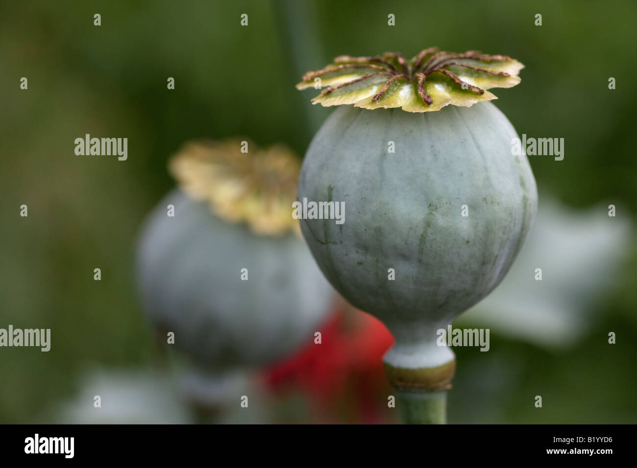 Seed pods of an opium poppy, Papaver somniferum Stock Photo - Alamy