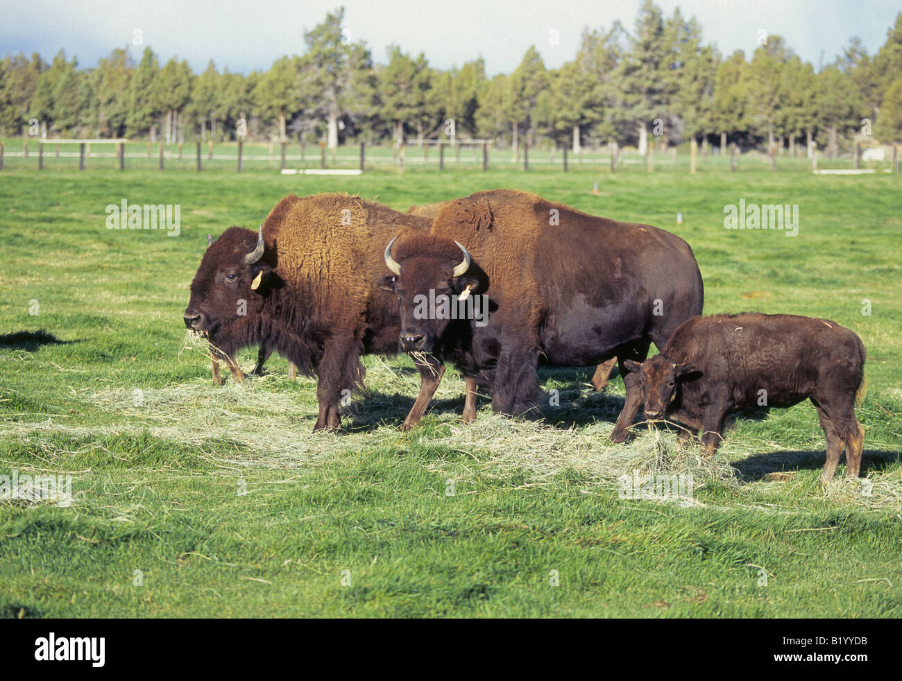 a buffalo pasture with a small herd of American bison raised for meat ...