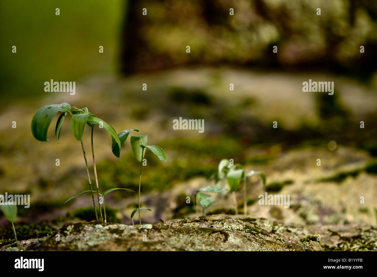 Closeup on forest plants growing on the rocks Stock Photo - Alamy
