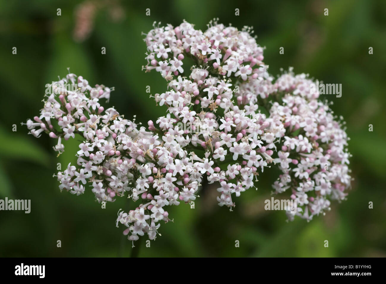 Pink valerian, Valeriana officinalis, flowers Stock Photo - Alamy