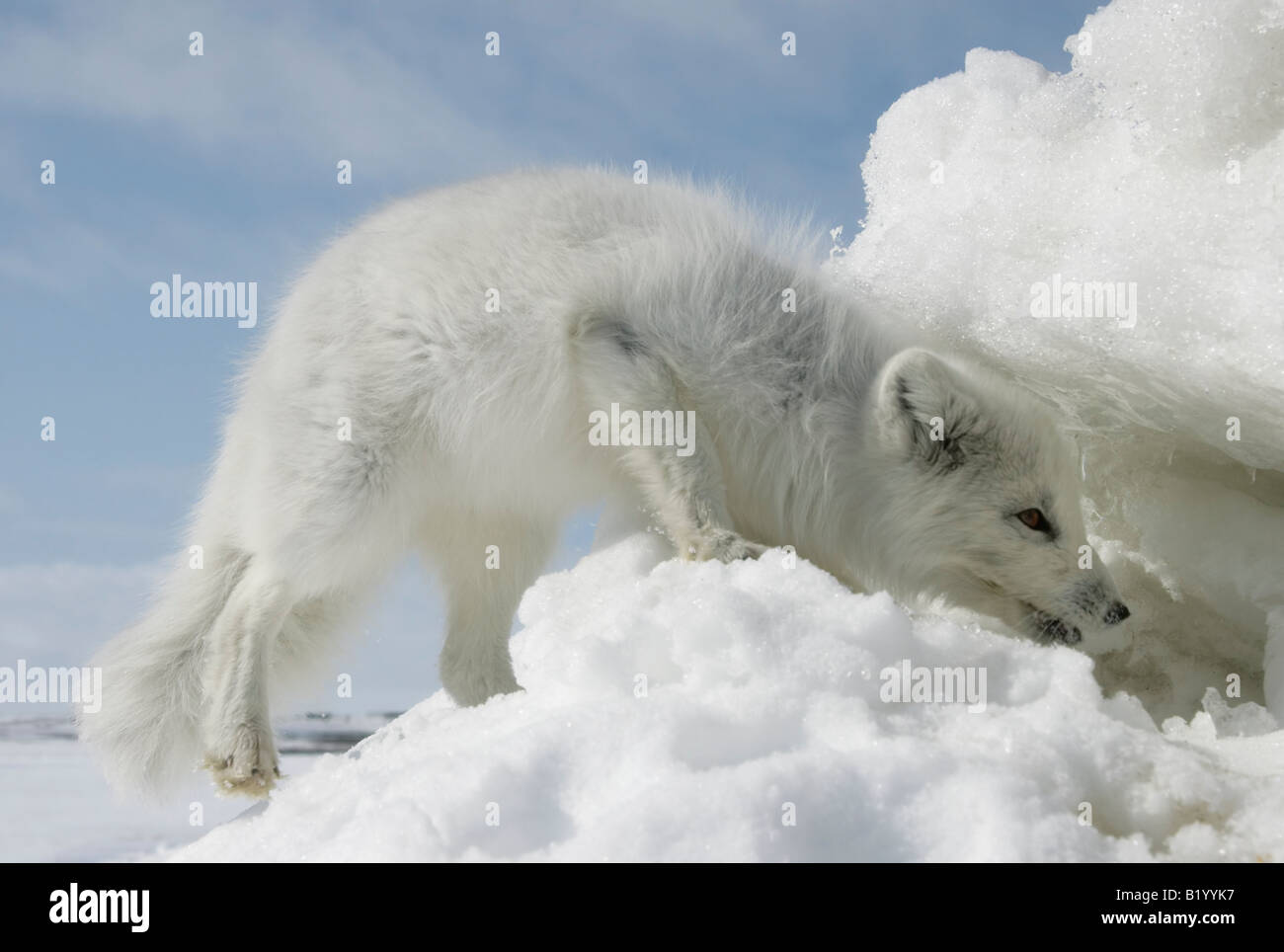 Wild polar fox hunts for prey Stock Photo - Alamy