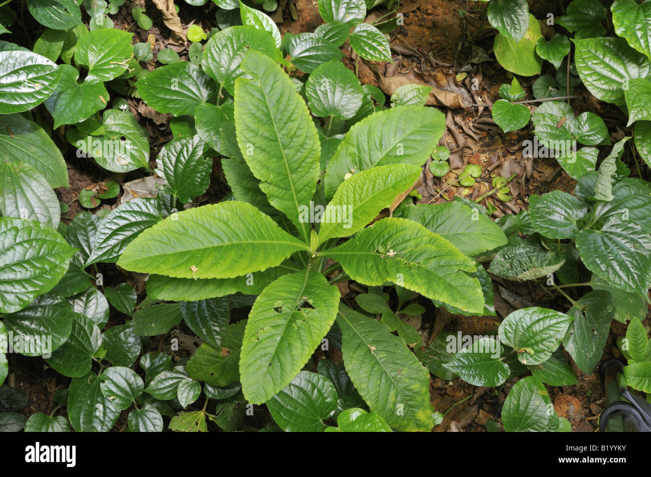 Elephants Foot Elephantopus scaber Stock Photo - Alamy