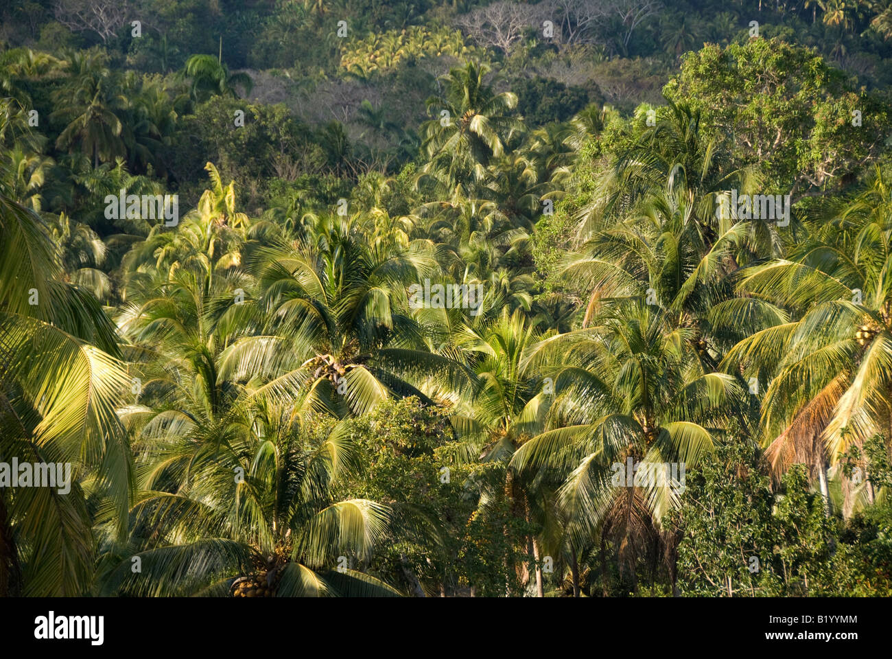 Landscape with palm trees Stock Photo - Alamy