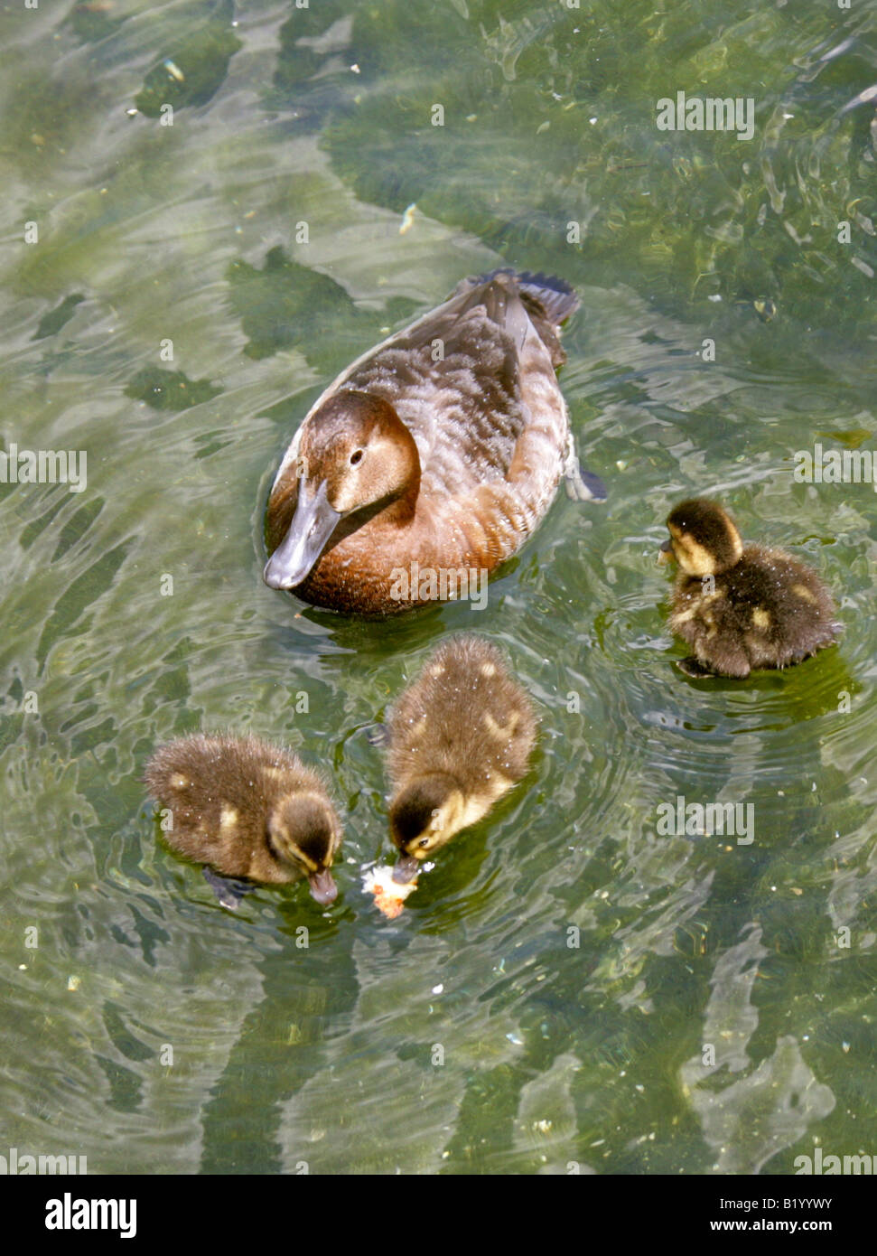 Fulvous Whistling Duck Habitat