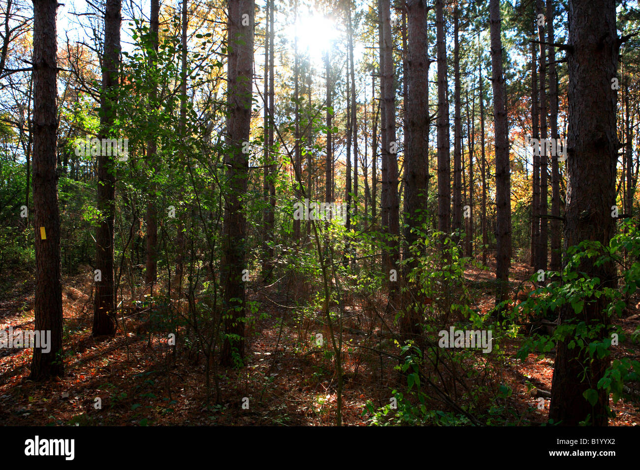 ICE AGE TRAIL BETWEEN EASTERLY ROAD AND KETTLE MORAINE DRIVE IN KETTLE ...