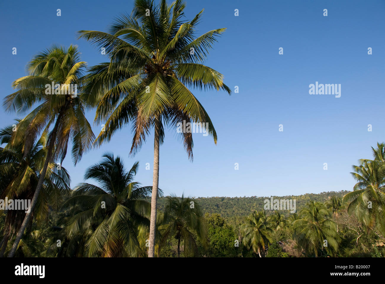 Landscape with palm trees Stock Photo - Alamy