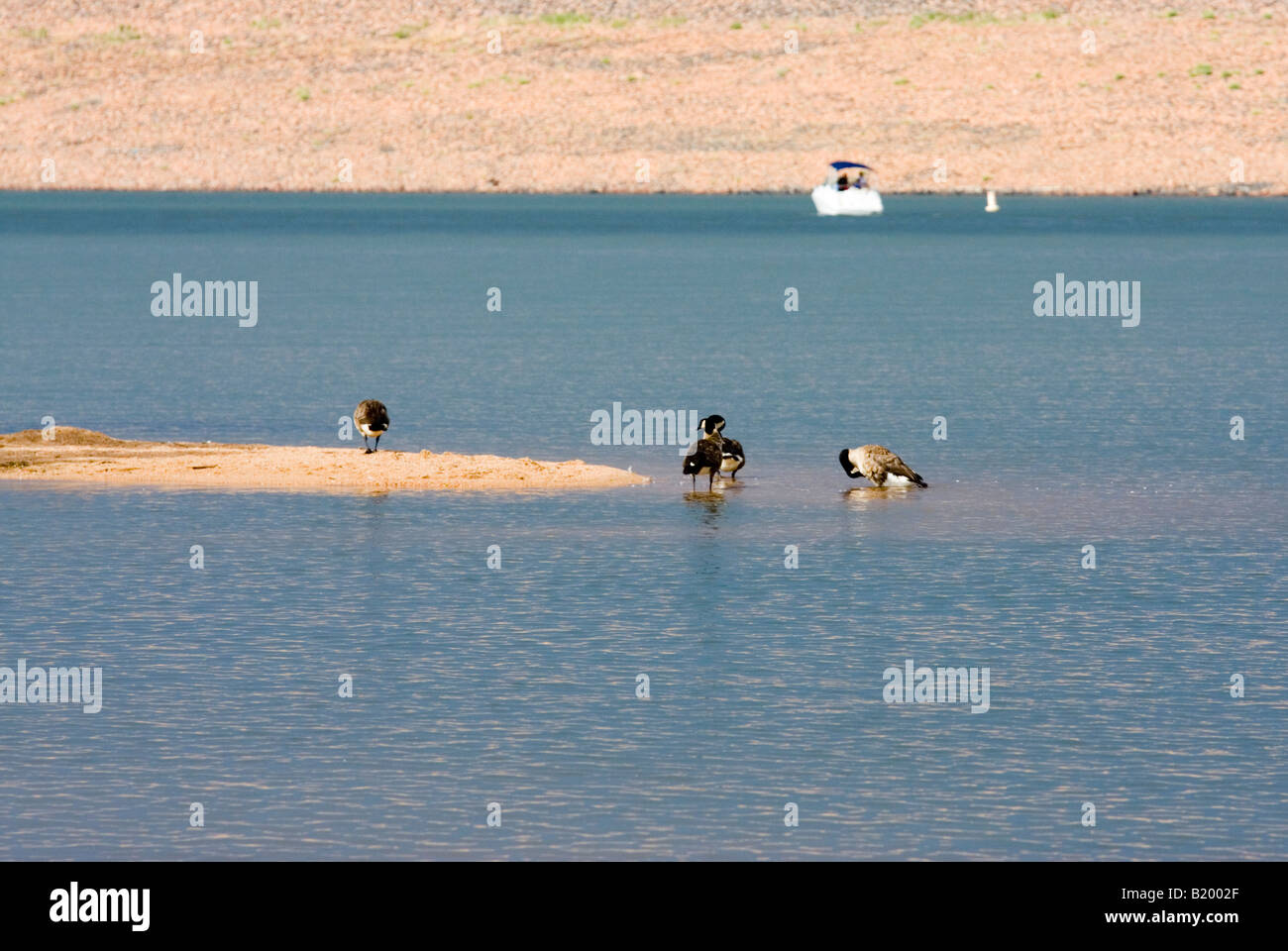 Ducks & Geese Stock Photo - Alamy