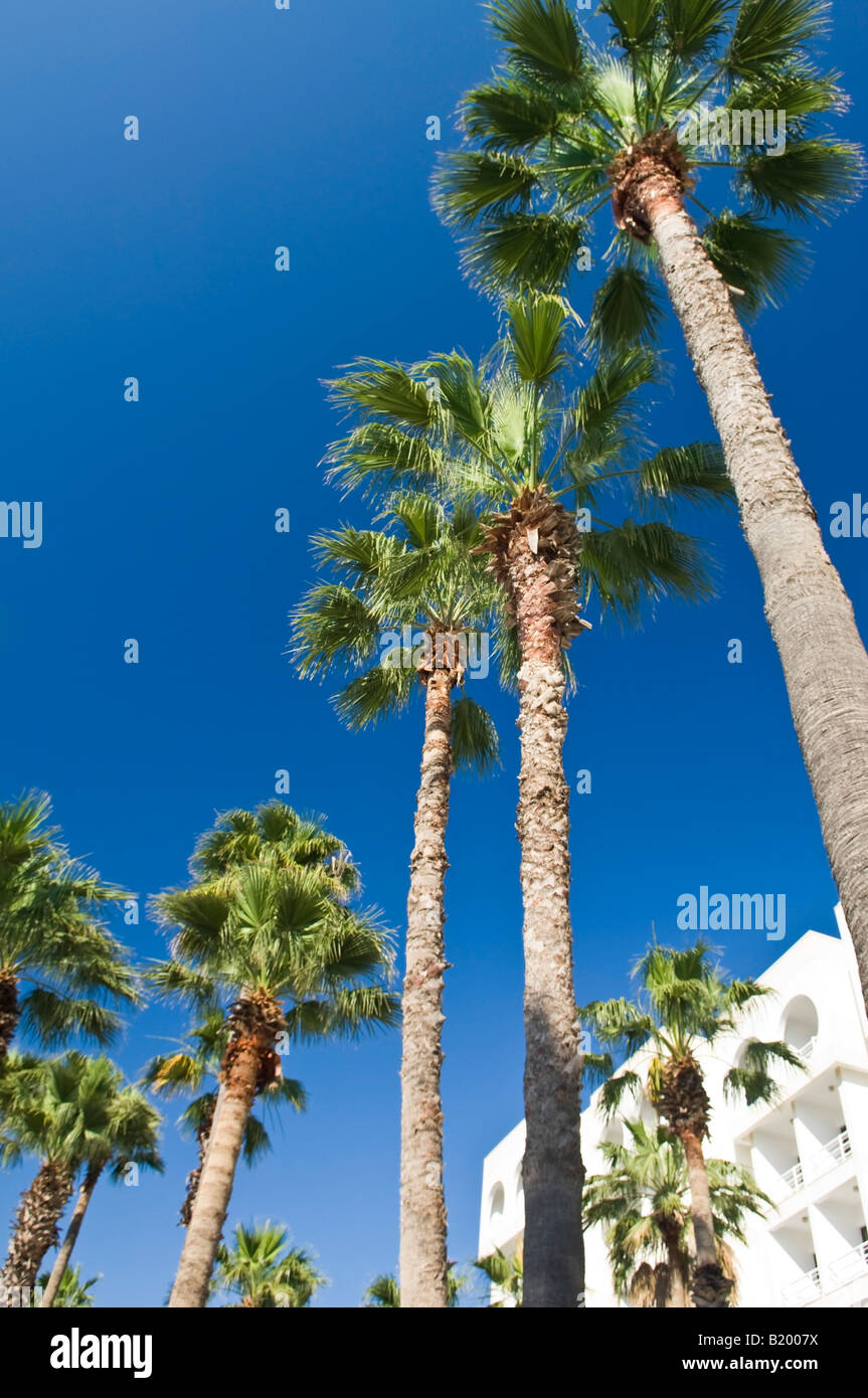 Palm trees growing beside the promenade in Icmeler Marmaris Mugla ...