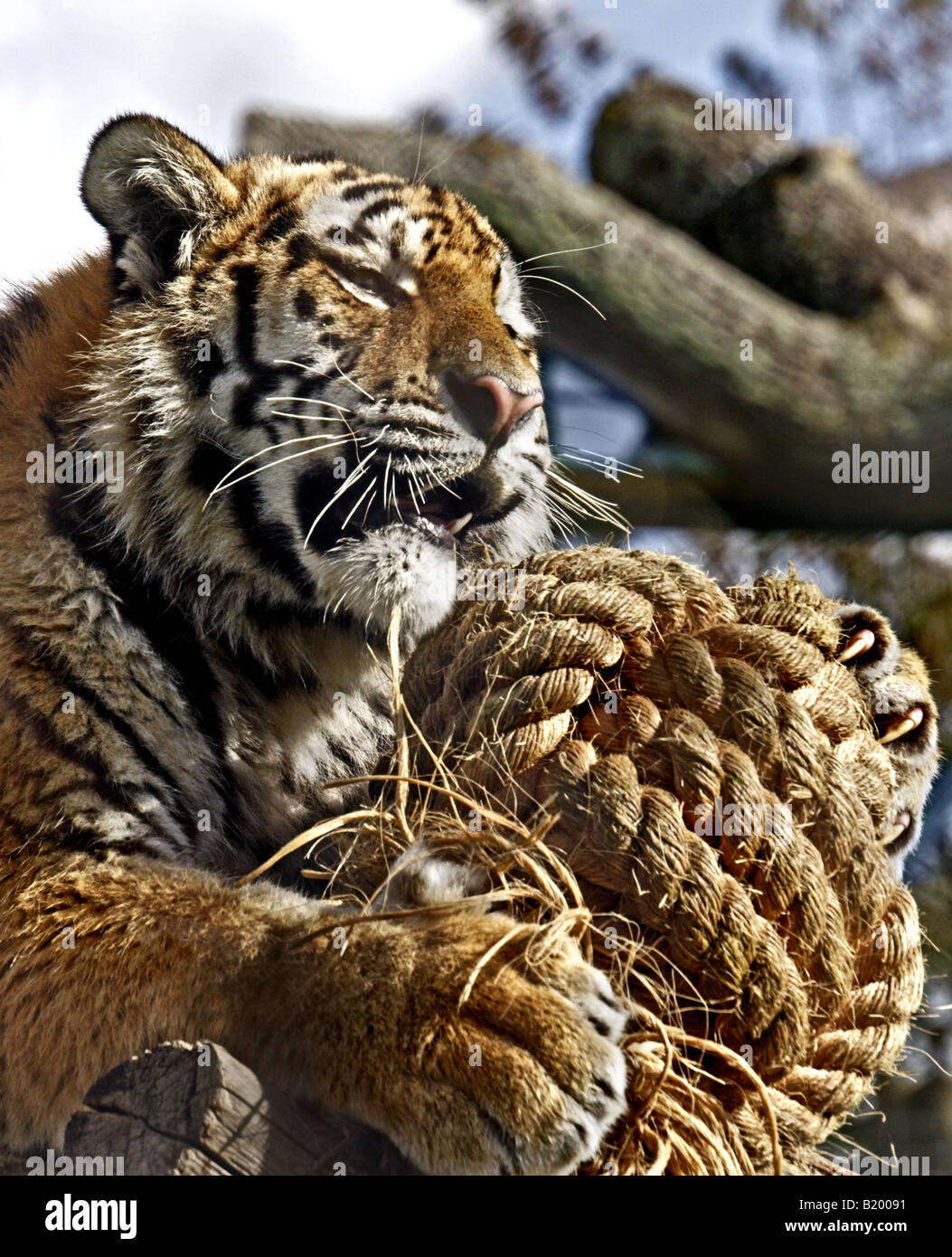 Juvenile Amur Tiger (panthera tigris altaica) playing with Ball of ...