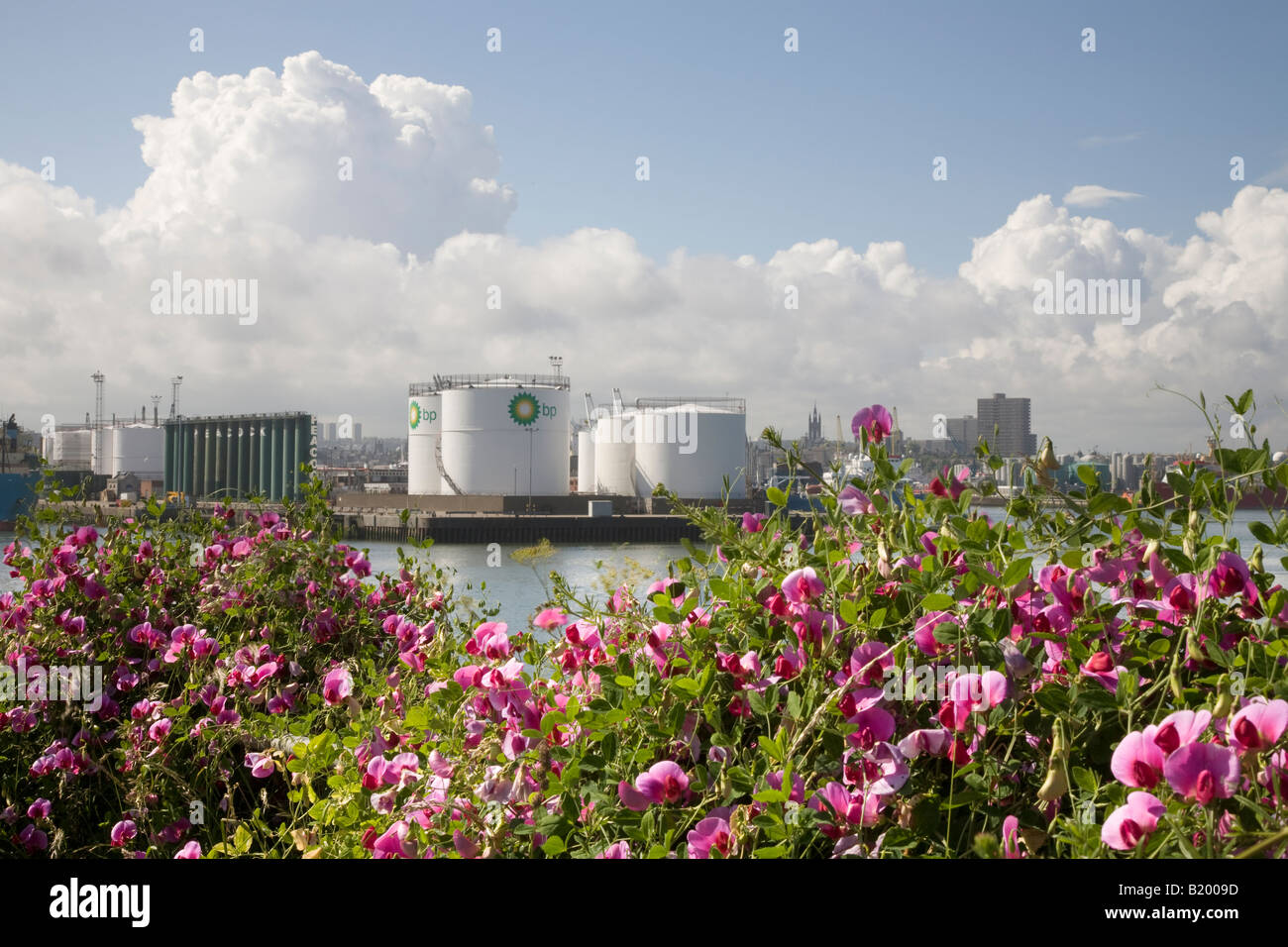 BP (British Petroleum) storage facilities. Wild sweet peas flowers at ...