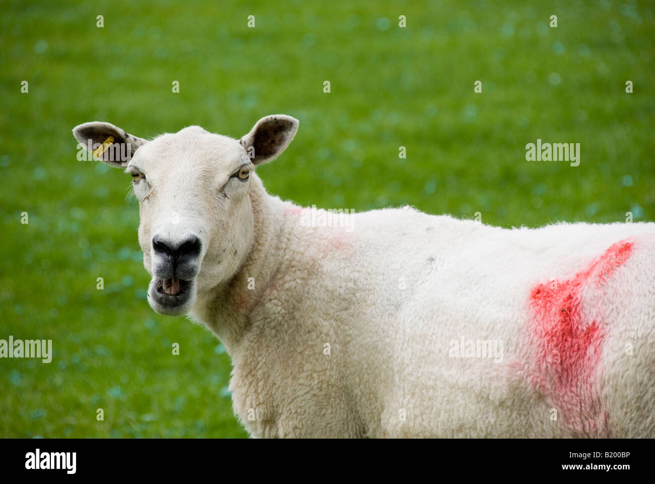 sheep close up Stock Photo - Alamy