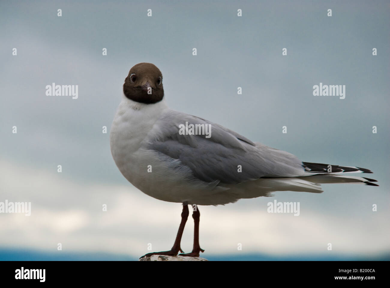 black headed gull Stock Photo - Alamy