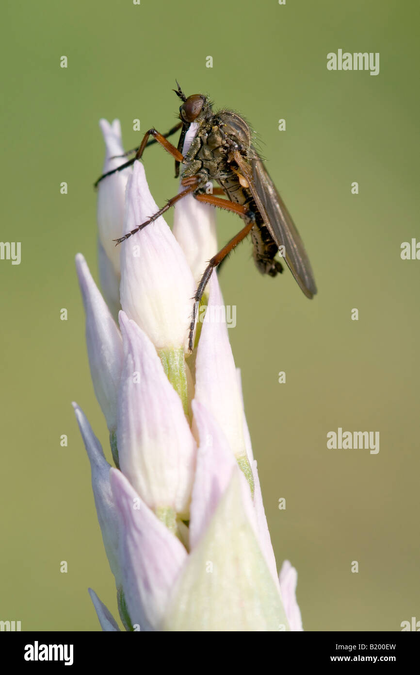 Orchid fly hi-res stock photography and images - Alamy