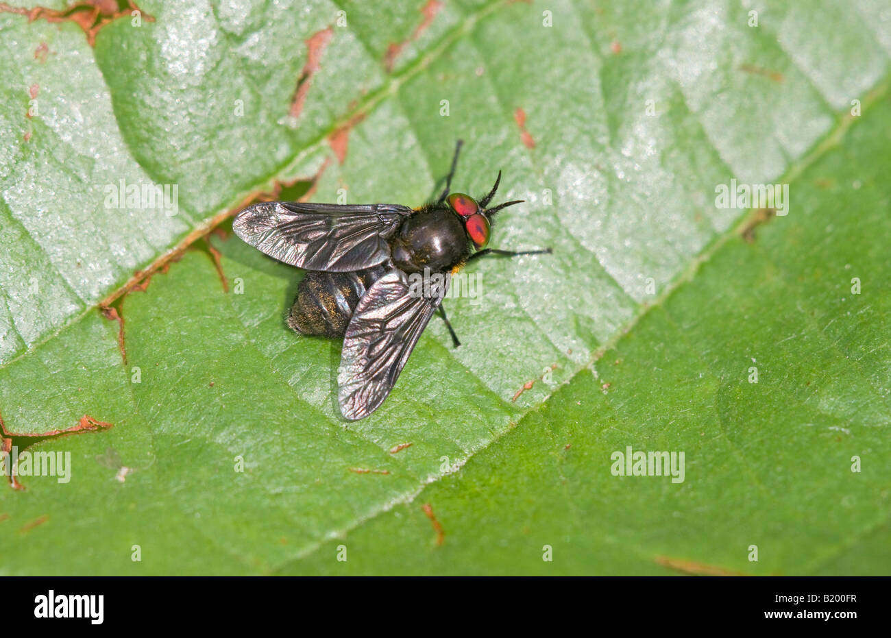 Fly species Chrysops caecutiens adult male at rest on a leaf Stock ...