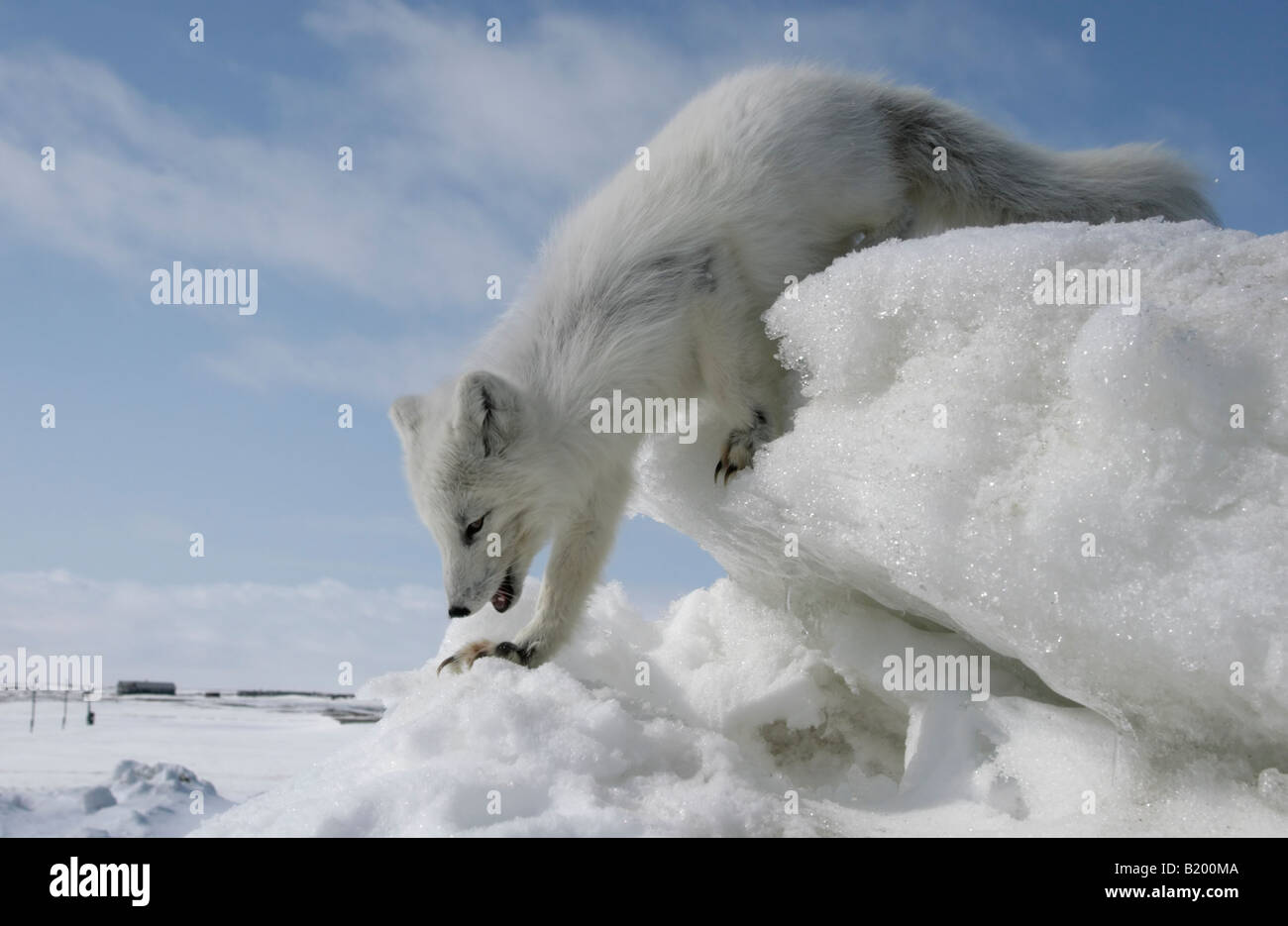 Wild polar fox hunts for prey Stock Photo - Alamy
