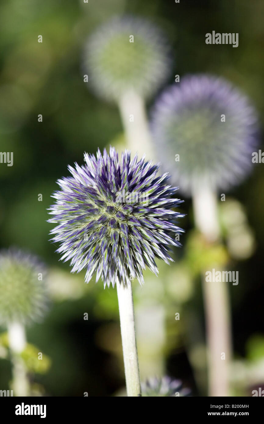 Alium hi-res stock photography and images - Alamy