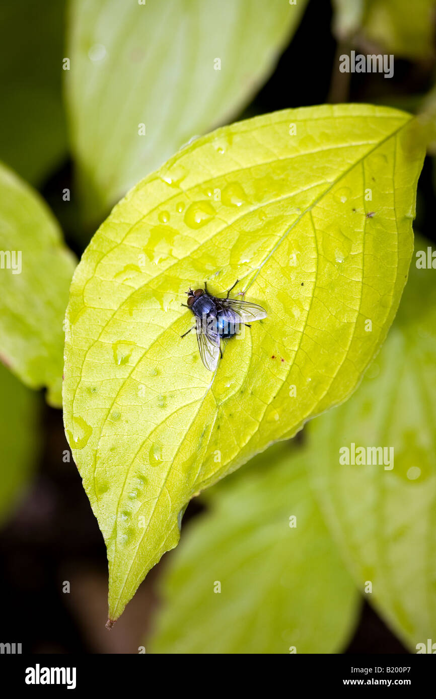 Fly, Bluebottle resting on a light green leaf after rain Stock Photo ...