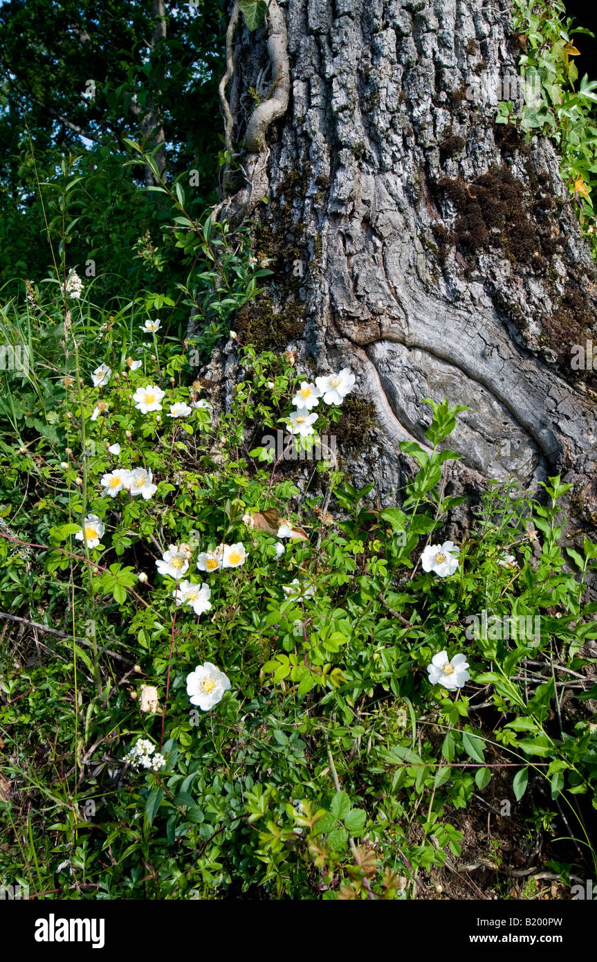 Dog roses - Rosa canina - at base of oak tree, sud-Touraine, France ...
