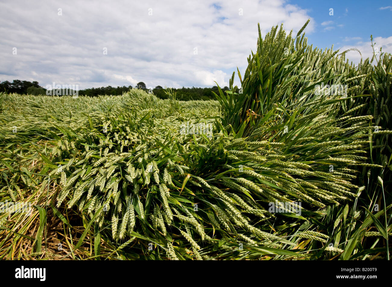 Storm damaged wheat field, sud-Touraine, France Stock Photo - Alamy
