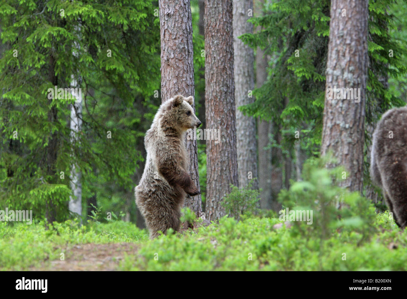 European Brown Bear Ursus arctos cub standing upright in the bilberry ...