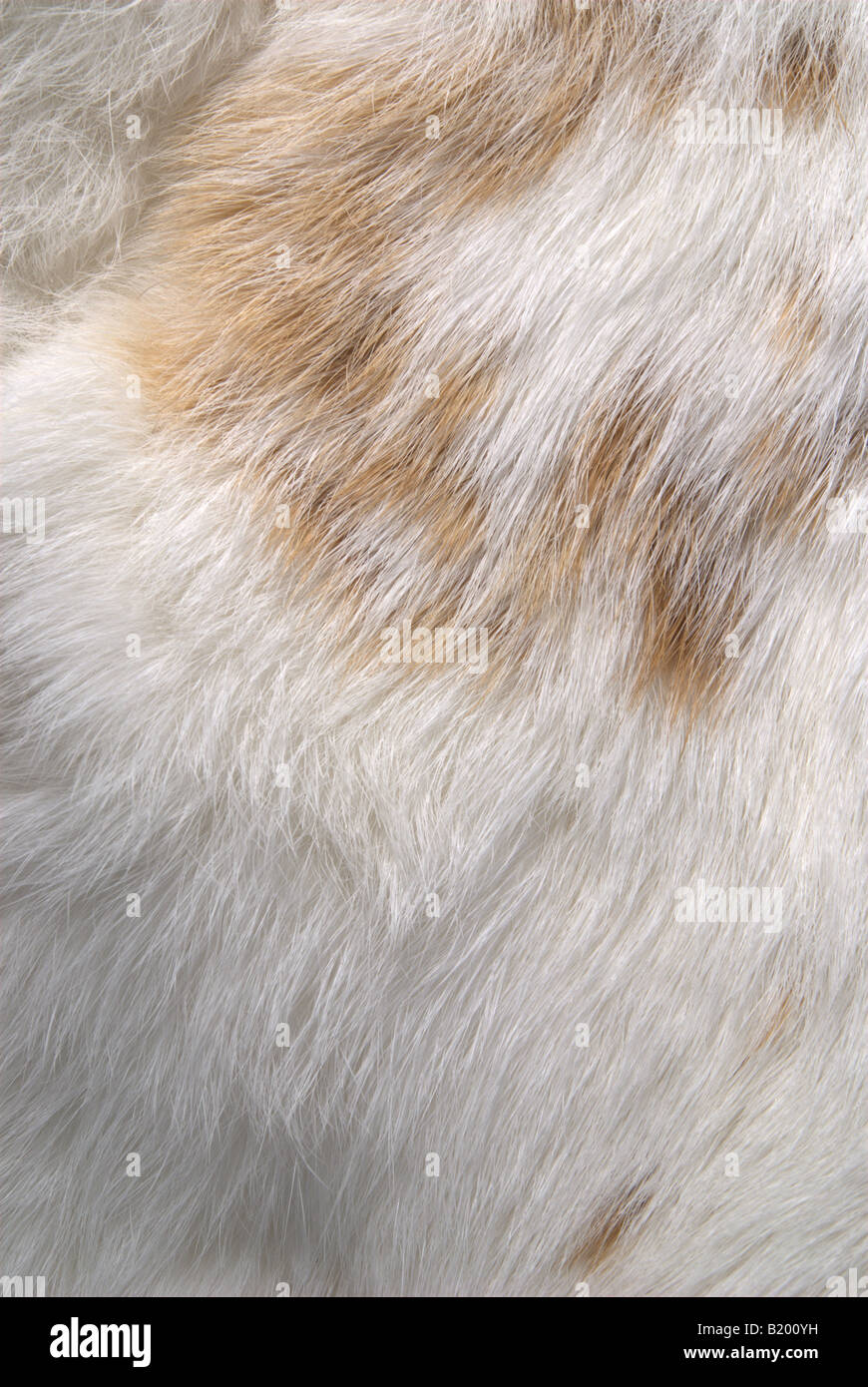 Animal skin hi-res stock photography and images - Alamy