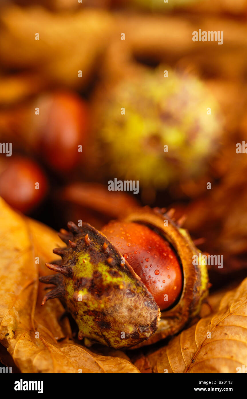 conkers (Horse Chestnuts) in their husks on leaves using selective ...