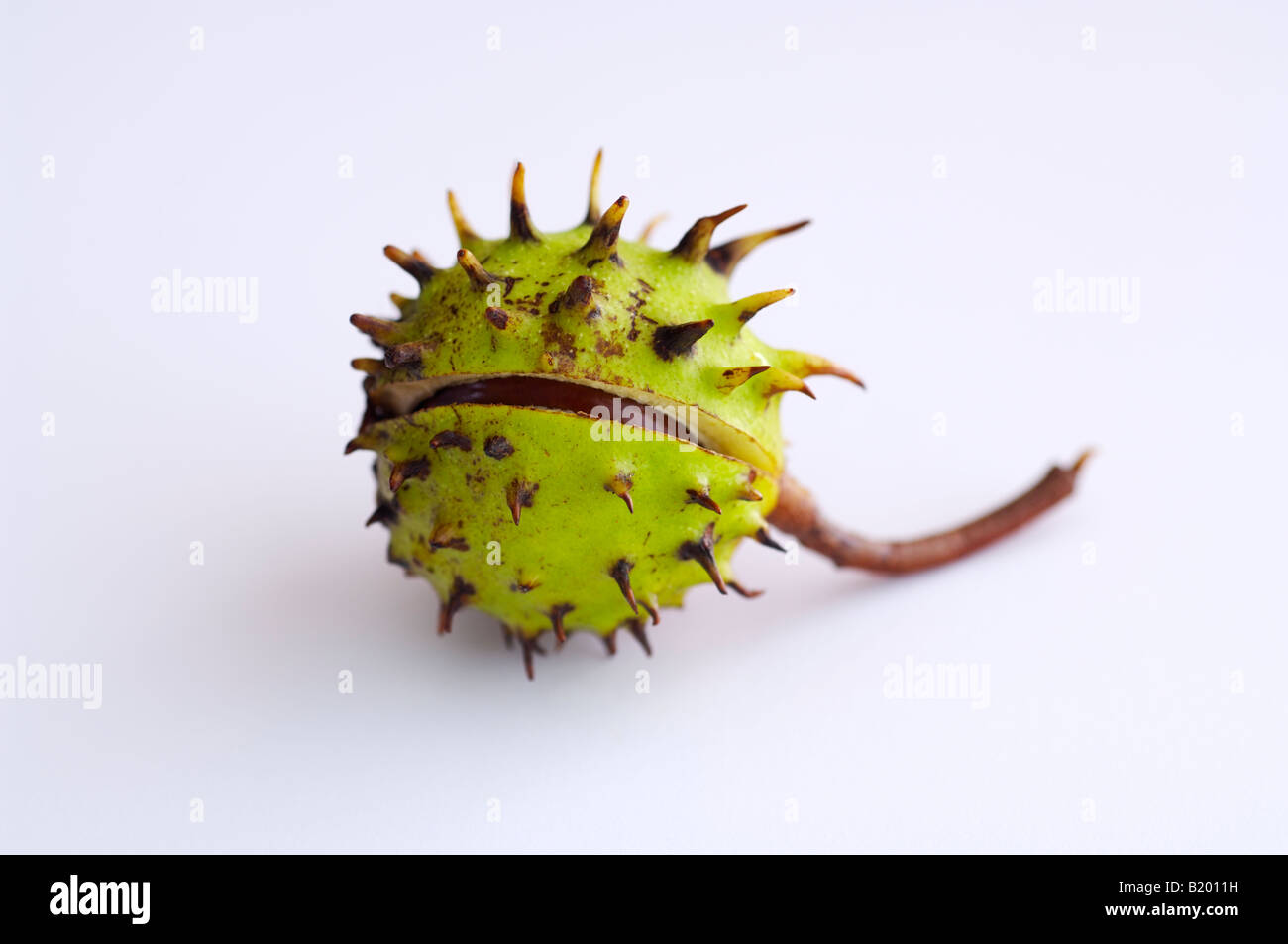 Conker in shell hi-res stock photography and images - Alamy