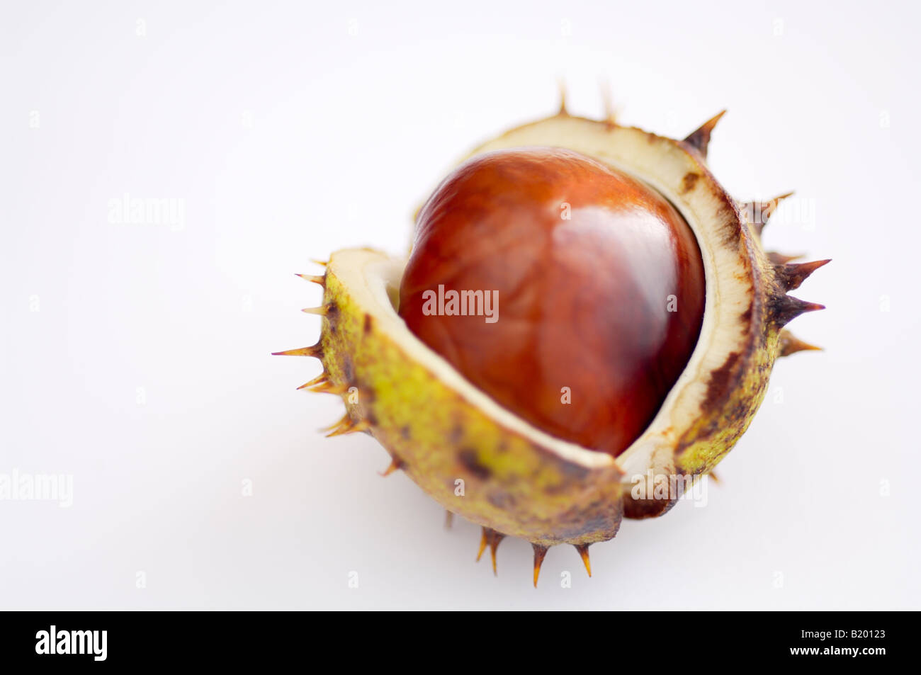 Chestnut spiky pod hi-res stock photography and images - Alamy