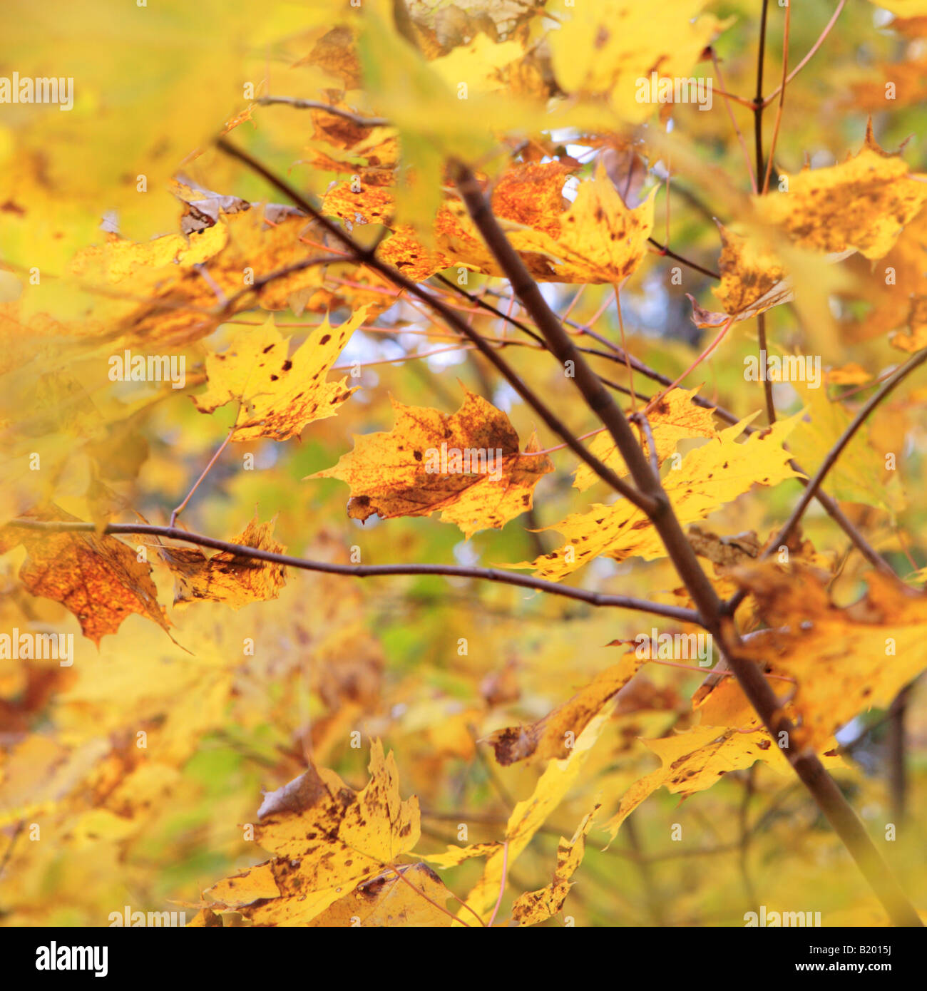 GOLDEN MAPLE LEAVES IN FALL IN NEWPORT STATE PARK DOOR COUNTY WISCONSIN ...