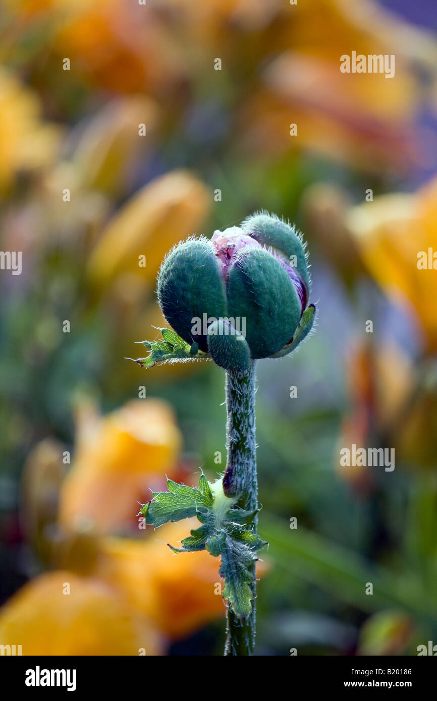 Budding pink poppy Stock Photo - Alamy
