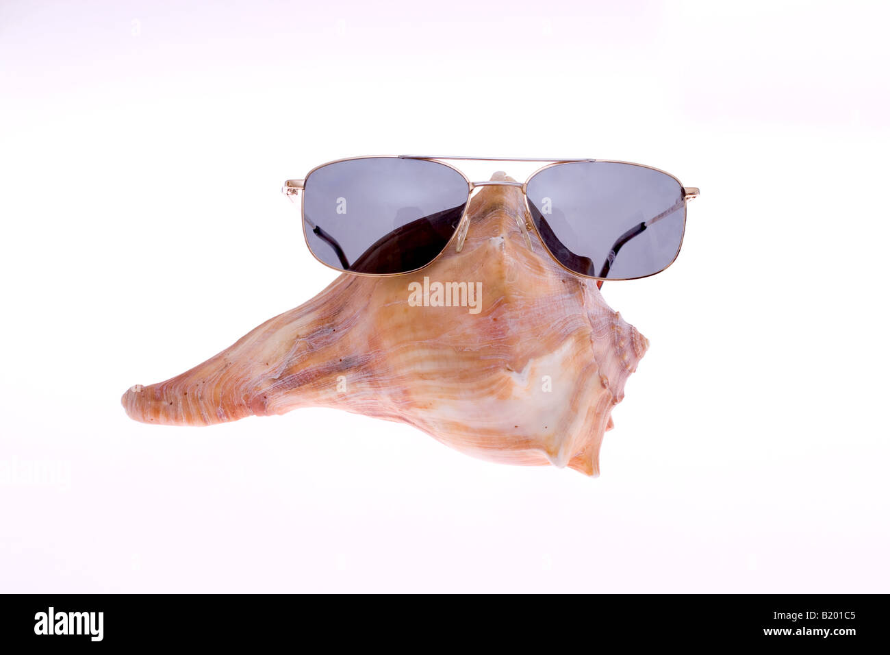 Large seashell wearing sunglasses Stock Photo - Alamy
