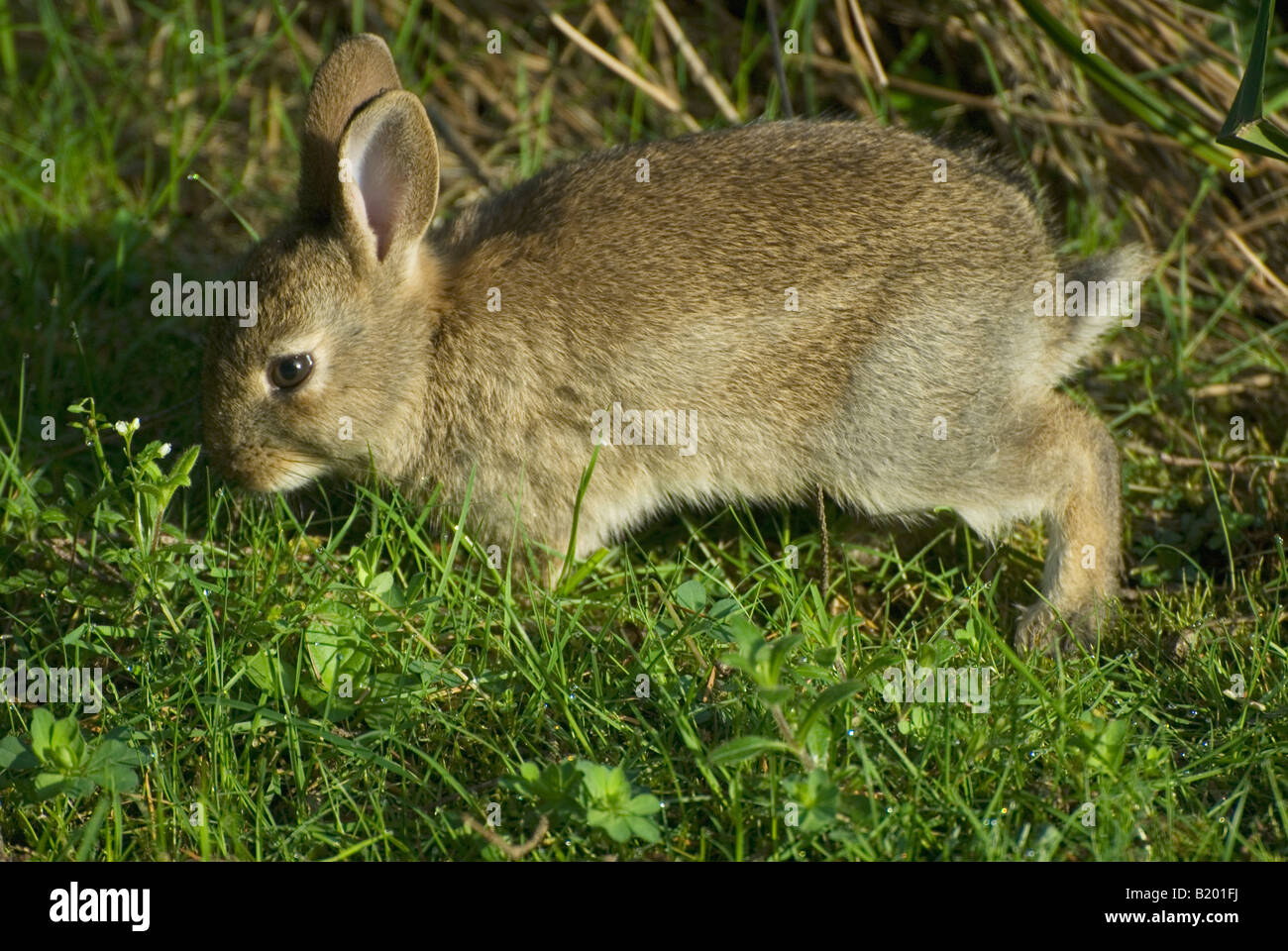 British Wildlife - Young Rabbit Stock Photo - Alamy
